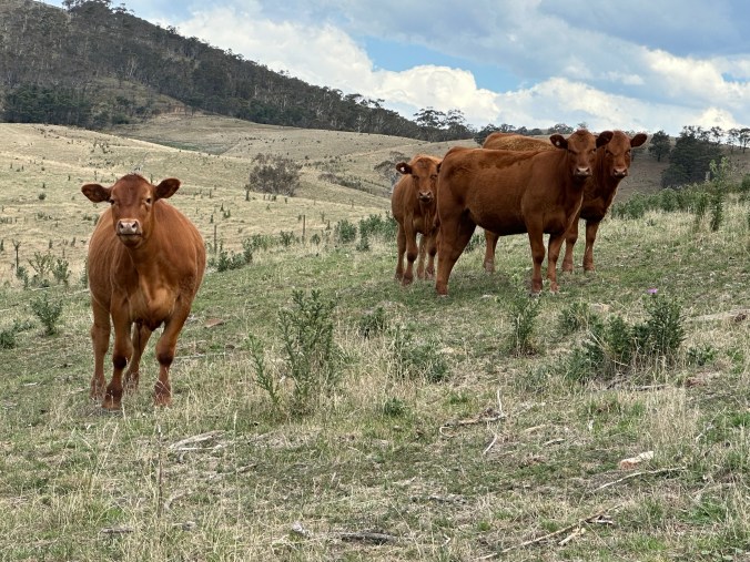 Wellington Livestock Pty Ltd | "Where Loyalty Counts"